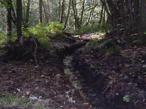 Drainage Ditch Digging in the Woods